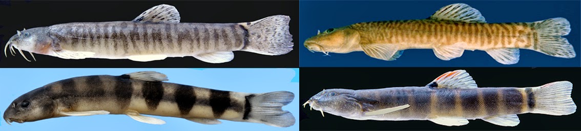 The Esteemed Fishes of Manipur