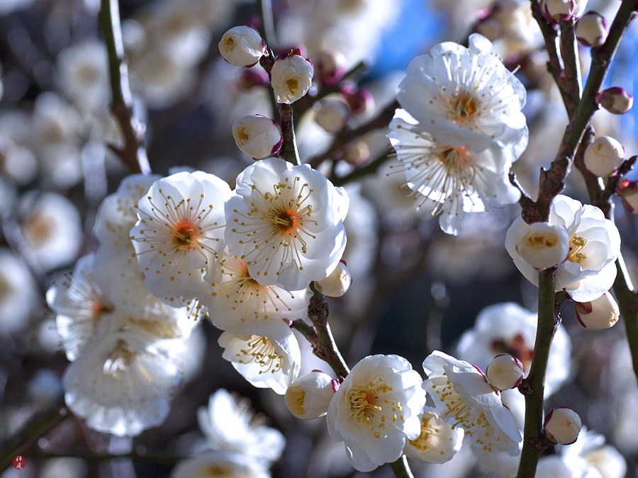 FROM THE GARDEN OF ZEN: March 2013