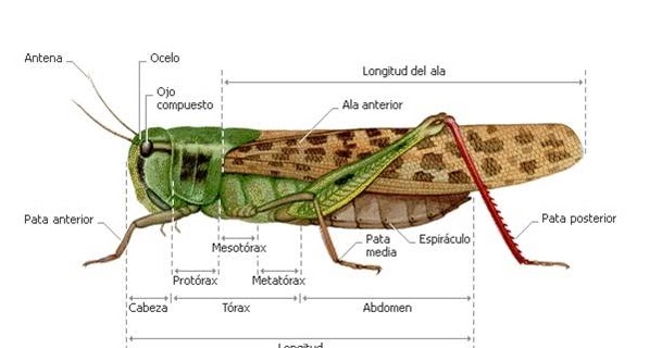 ENTOMOLOGIA "ORDENES DE INSECTOS": ORDEN ORTHOPTERA
