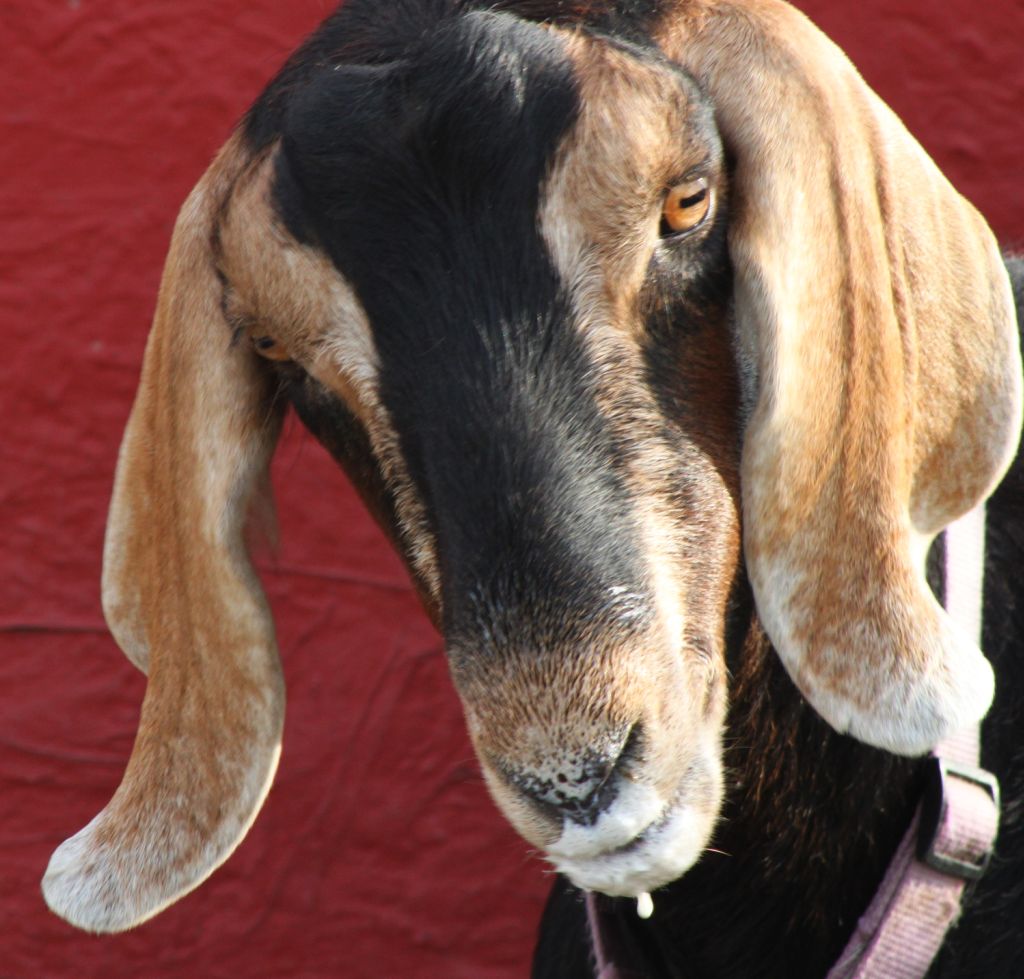 Easy Living the Hard Way: Founder In Goats