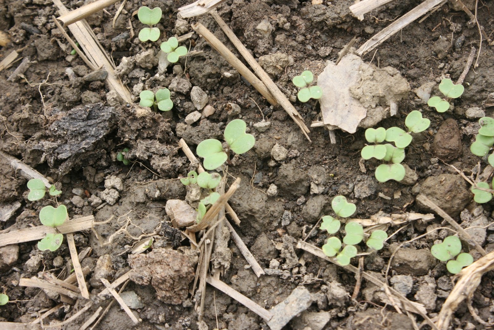 Balkan Ecology Project : Vegetable Polycultures, Biodiversity Surveys ...