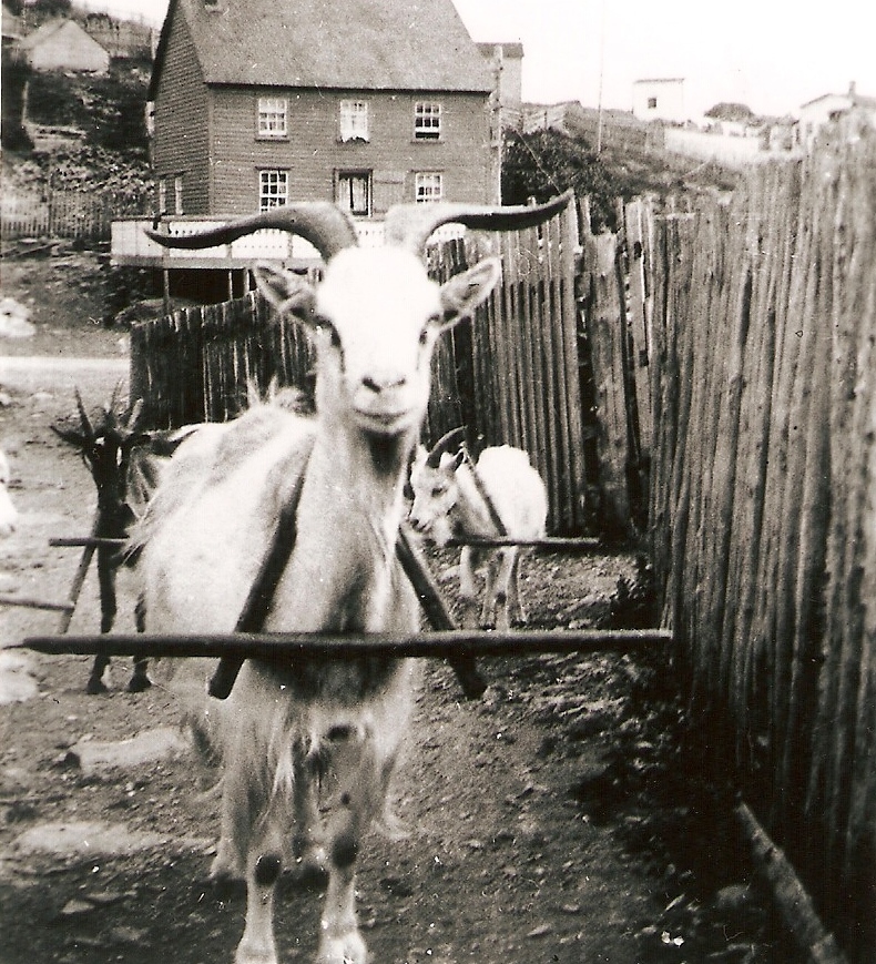 ICH Blog: Living Heritage Podcast Ep152 Goatlore - The Goats of New ...