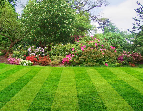 Gardening Naturally with Claudia: Lawns - Benefits of a Healthy Lawn
