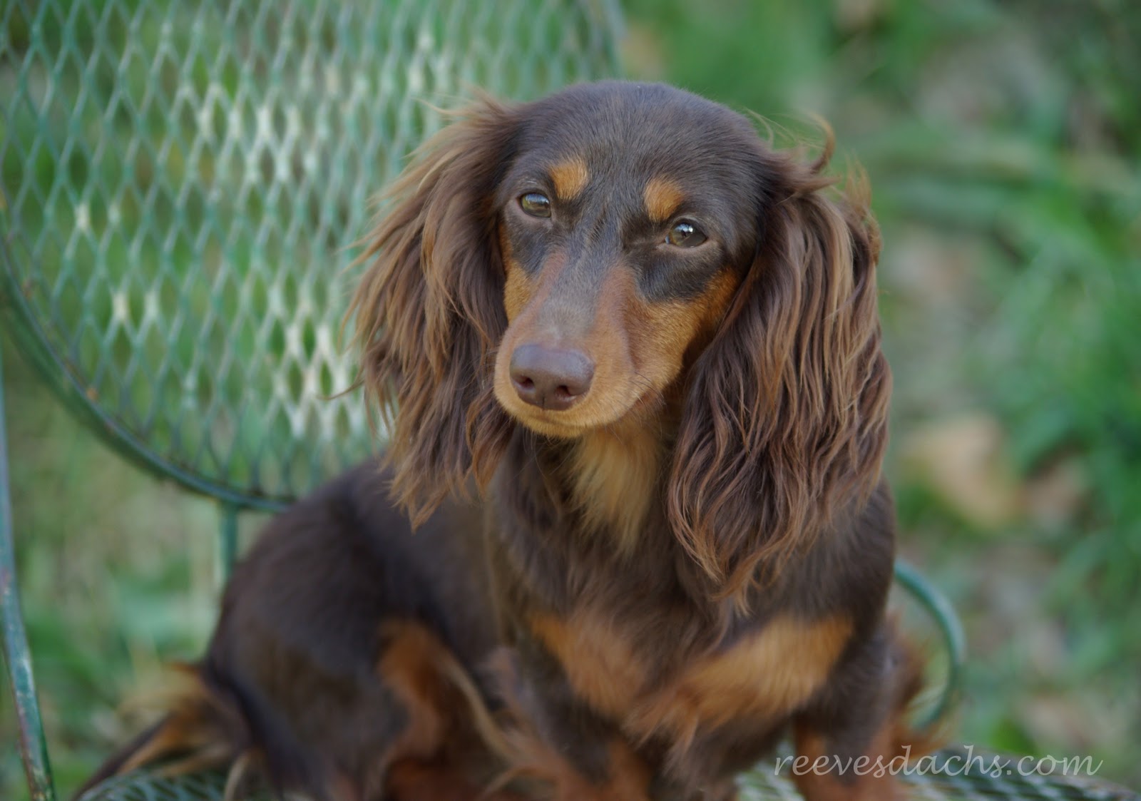 Mocha ~ Reevesdachs Miniature Dachshunds