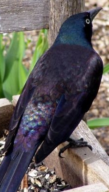 Blackbirds return to Michigan