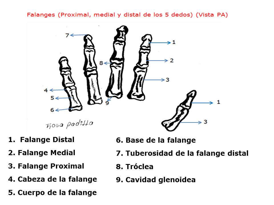 Blog de anatomía radiológica humana- UNAD- Grupo 154003_40-2018 ...