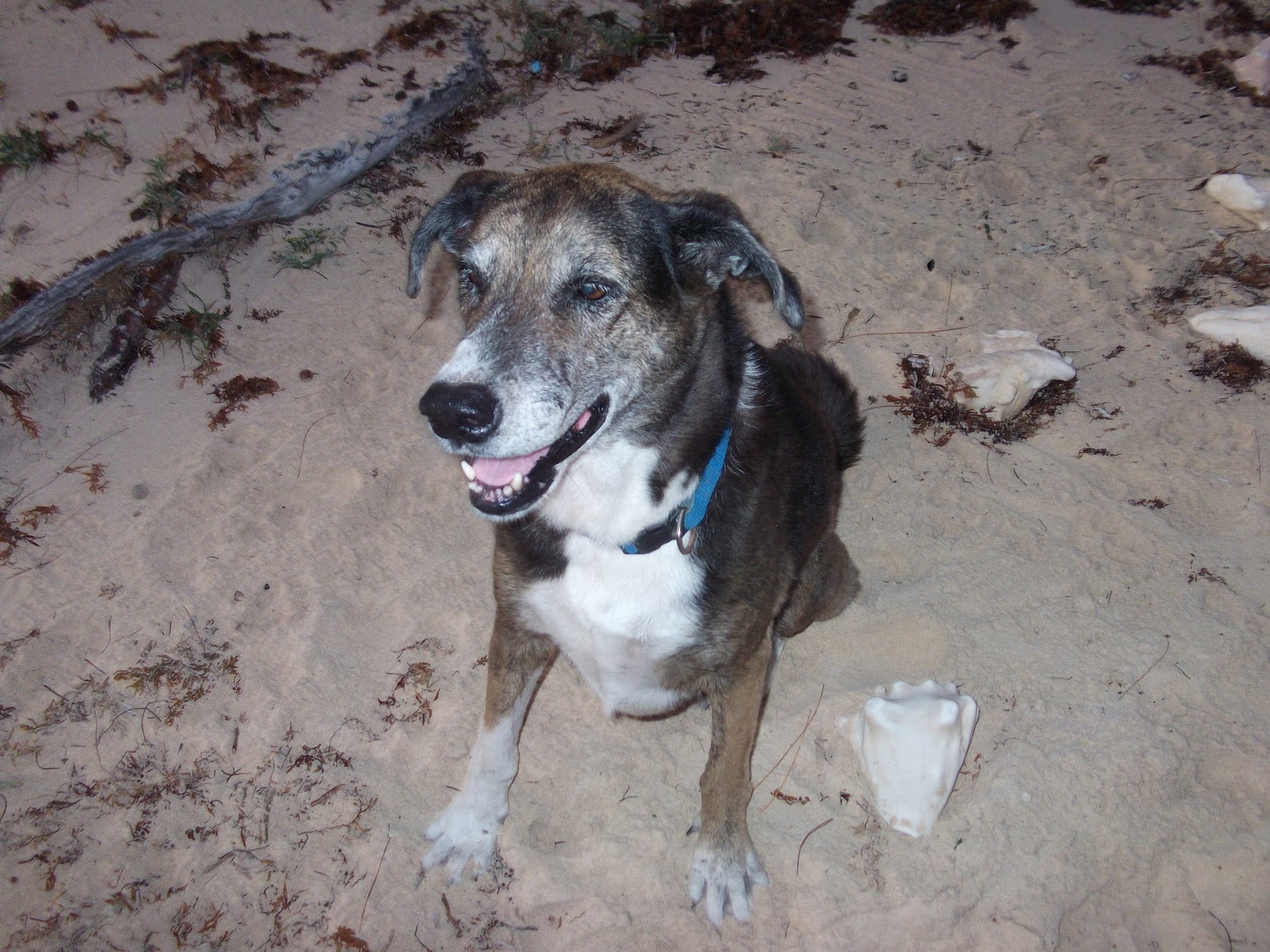 JUST A LITTLE PIECE OF PARADISE: Turks and Caicos Potcakes - Doggie Update