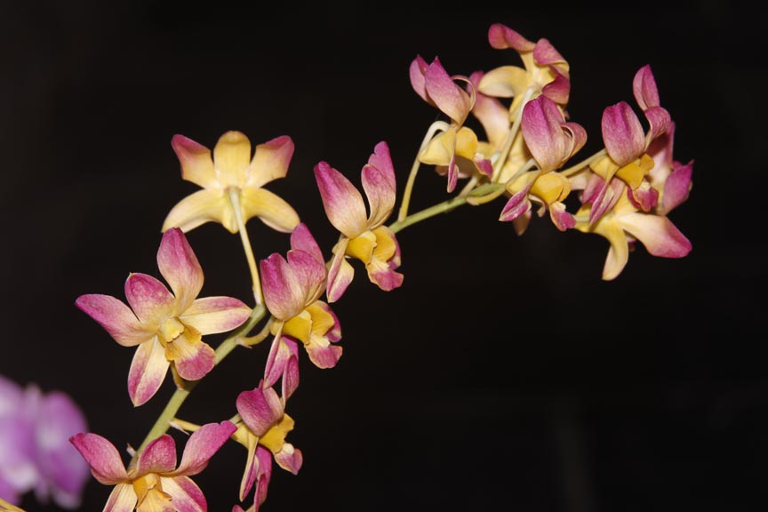 My Tryst With Growing Orchids