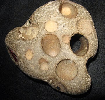 PALEO & GEO TOPICS: Comments by R. L. Squires: Pholad boreholes