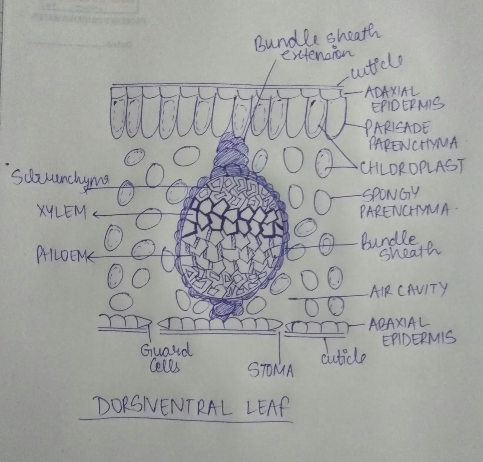 BIOLOGISTIC!: ANATOMY OF DICOT LEAF!