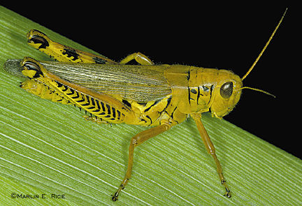 Grasshopper Wildlife The Wildlife