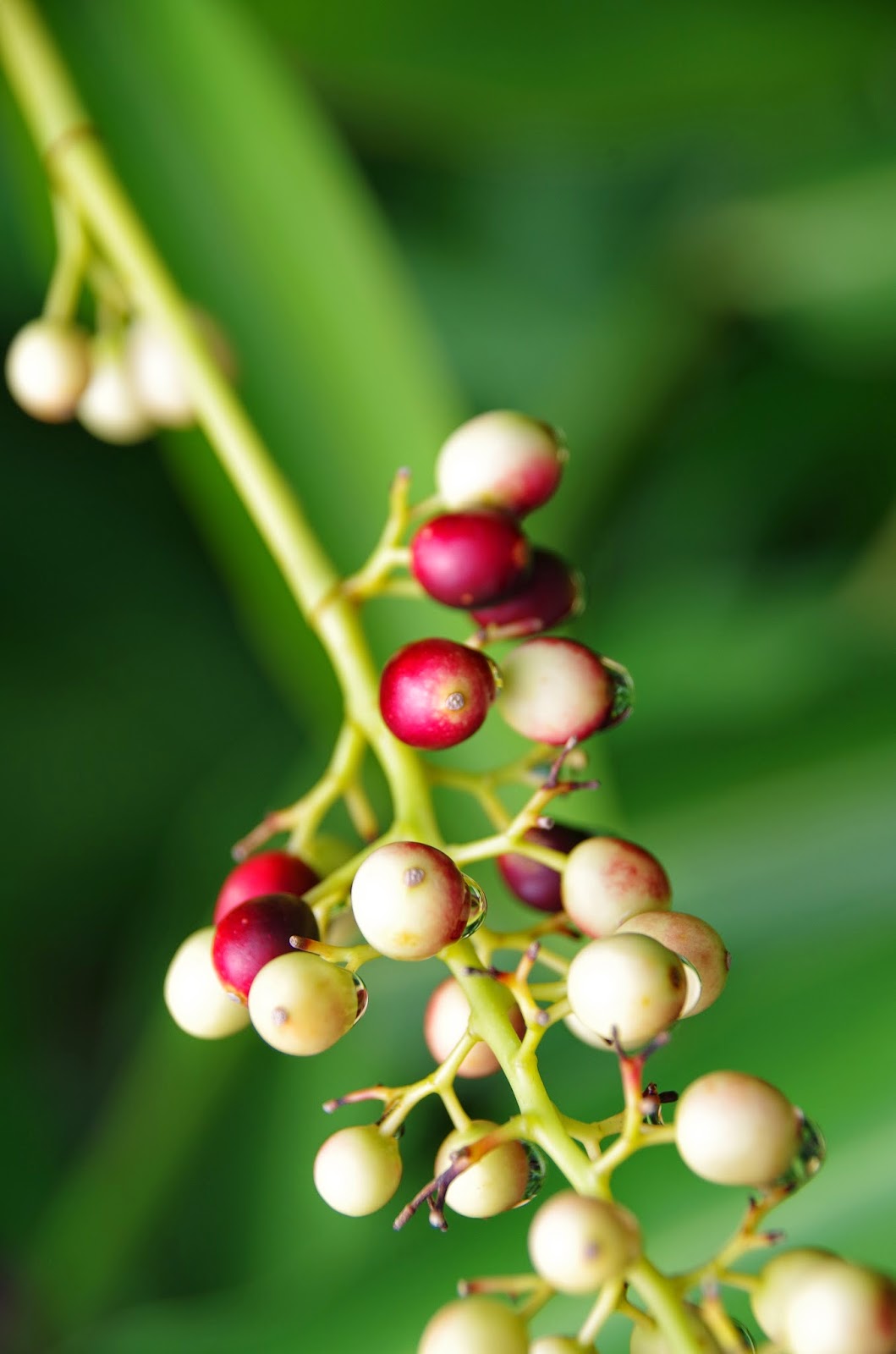 Trees and Plants: Alpinia Aquatica