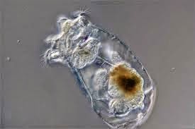 Jesus Basurto S.2: Hospedador paratenico