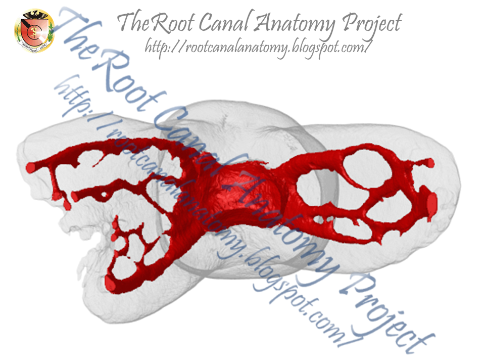 The Root Canal Anatomy Project: Primary Mandibular First Molar