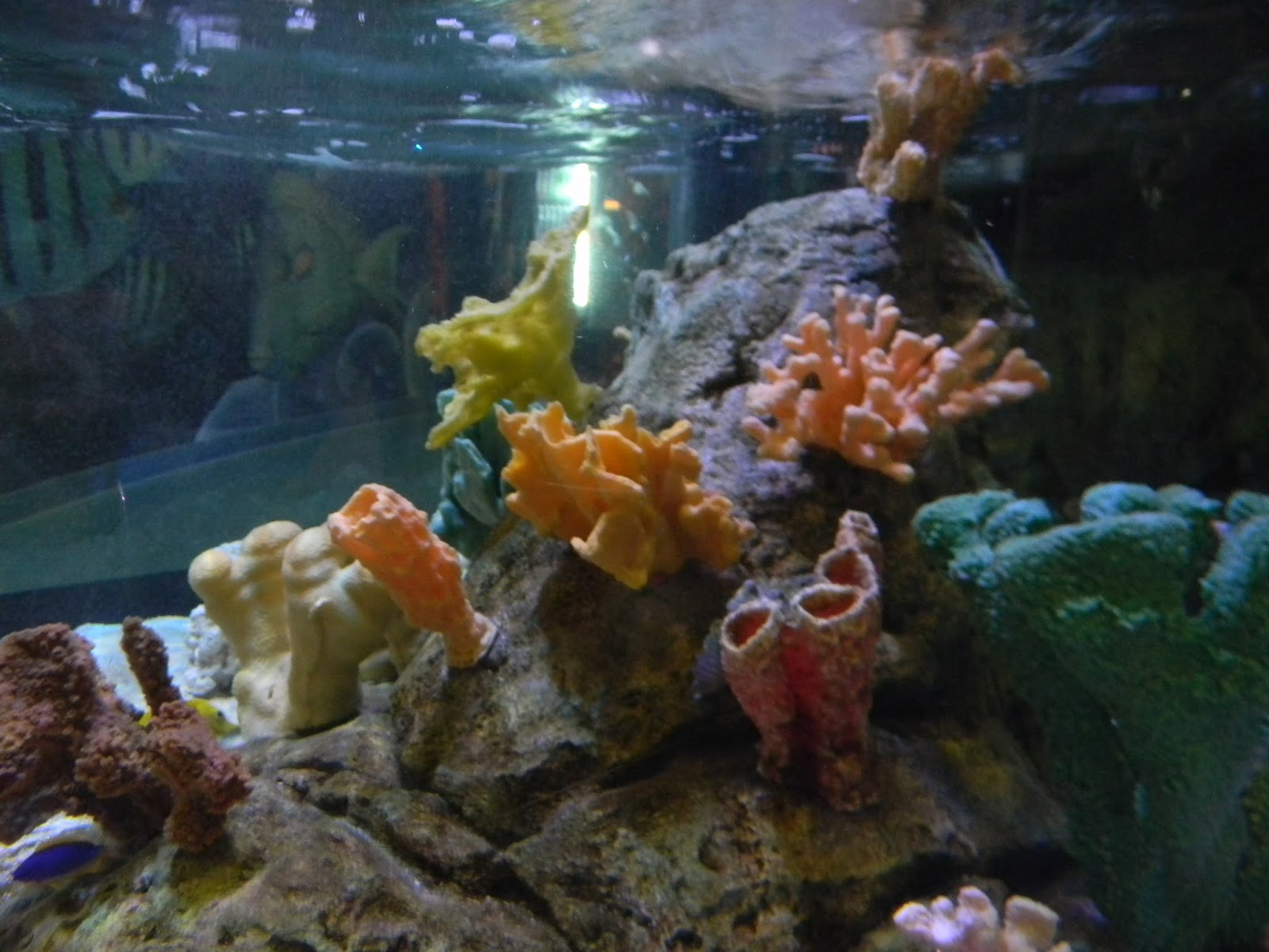 The "Unknown" Florida: Sea Life Aquarium- Orlando, FL