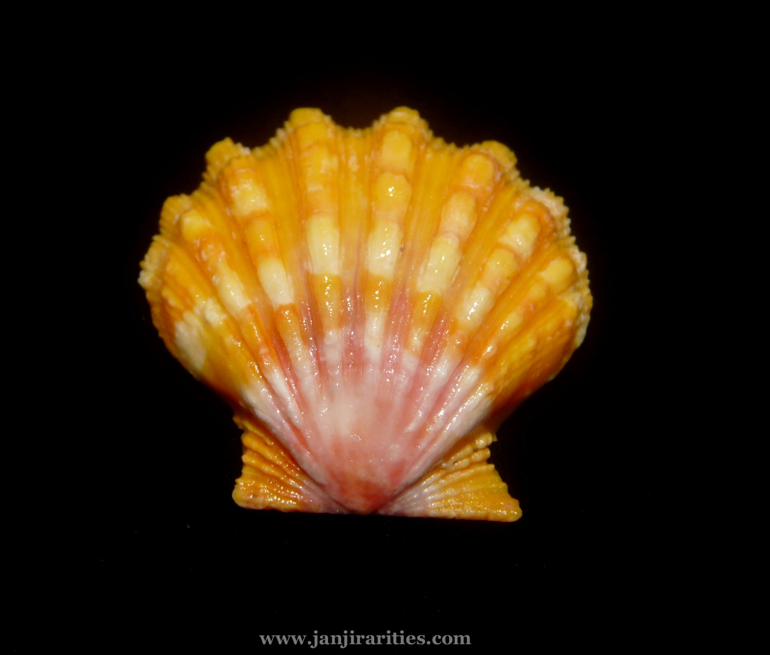 Kahelelani & Sunrise shell jewelry by.... Janjira: Sunrise shells