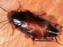 Arab Pest Control: Overview of Roaches