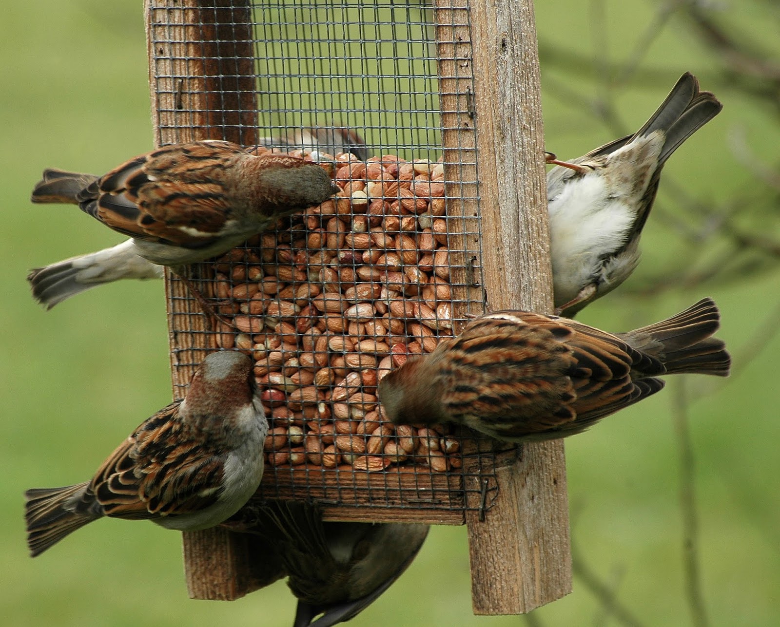 BirdWatch Ireland's Conservation Team blog: Irish Garden Birds - Humble ...