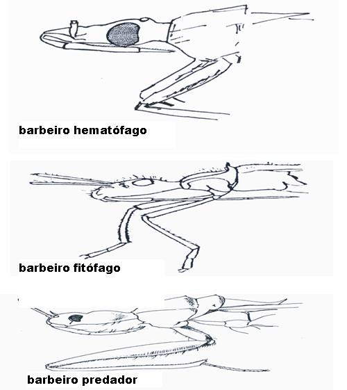 BLOG DO JOEL CALDAS: NOÇÕES BÁSICAS SOBRE DOENÇA DE CHAGAS