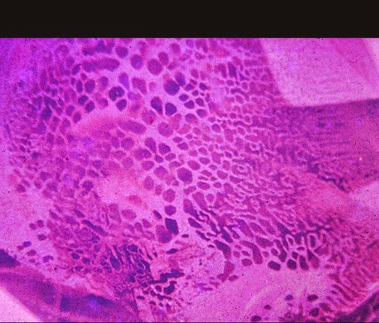 SDI: Where Creativity Meets Excellence.: RUBY - The Undisputed King of ...