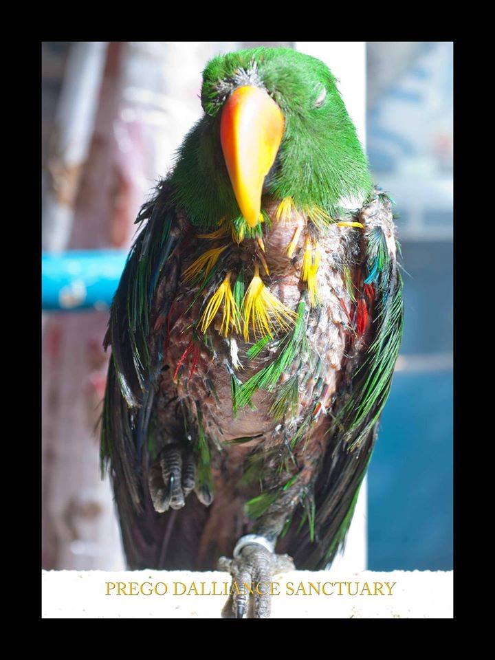 Feather plucking in Pet Parrots [bird health] — Prego Dalliance Sanctuary