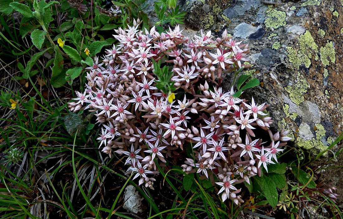 r o b i n 's y a r d: Sedum hispanicum