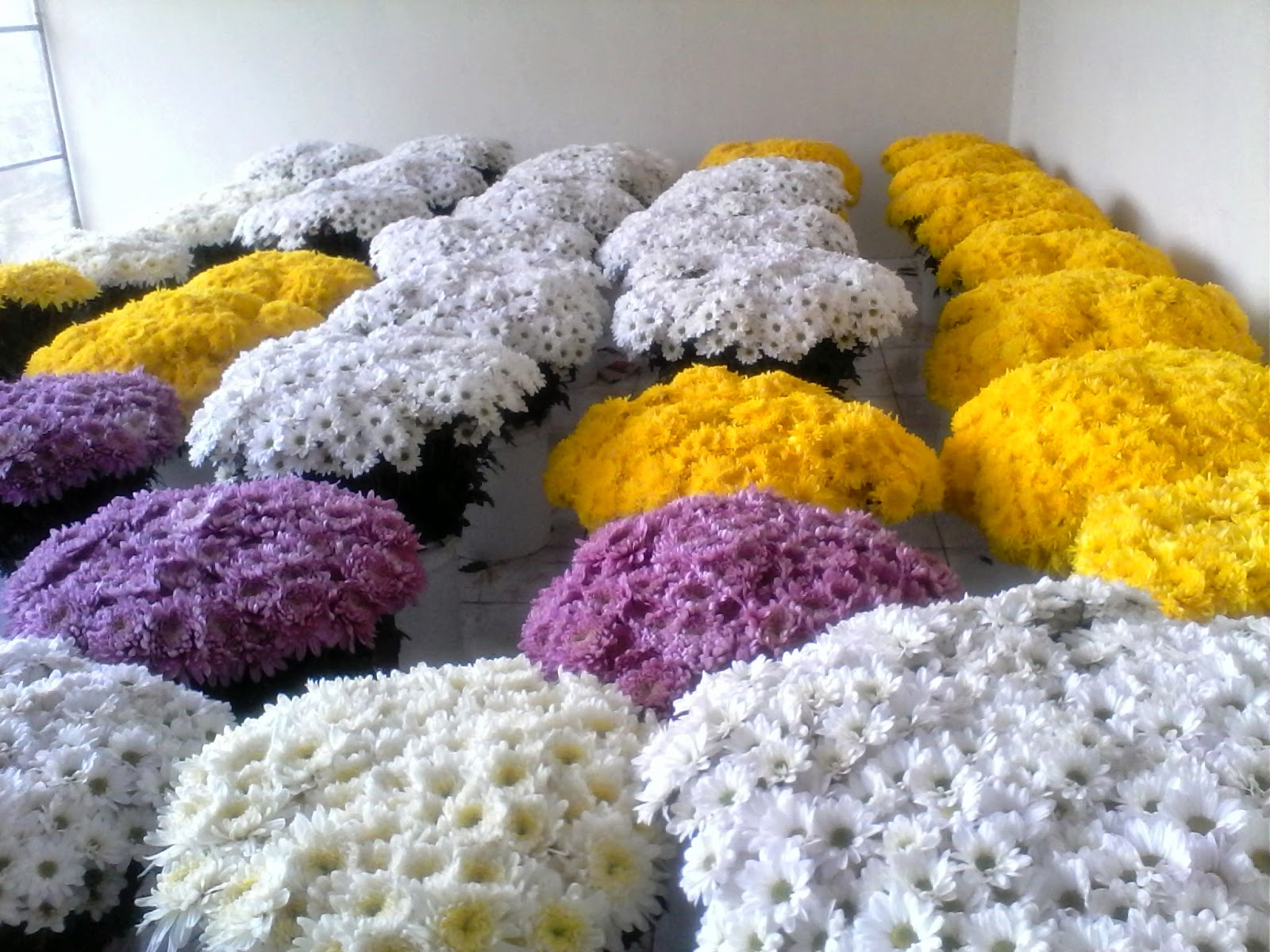 Bunga Indah Malino BIM: manfaat bunga krisan