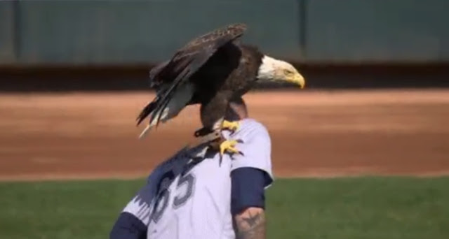 White Wolf : A bald eagle landed on the pitcher at a Major League ...