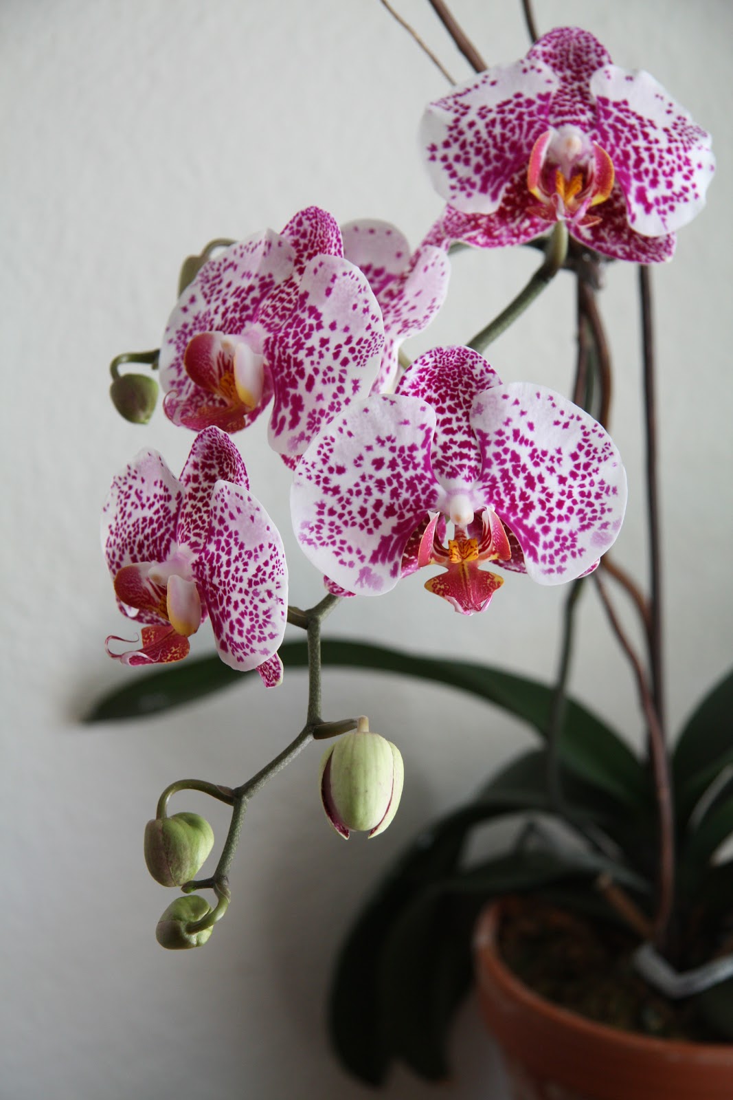 In the Fields : My Blooming Orchid