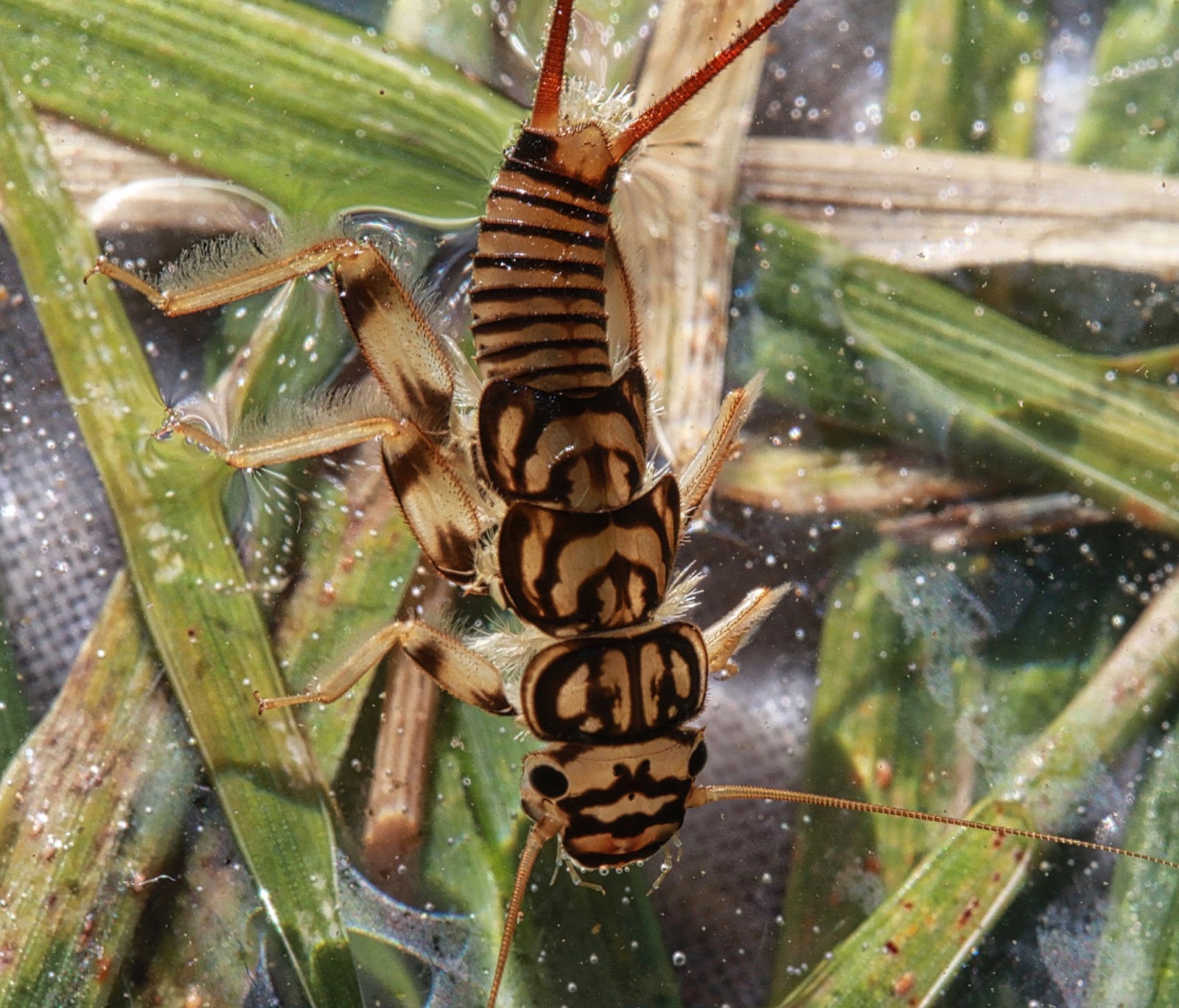 Aquatic Insects of Central Virginia: Checking the Rapidan River
