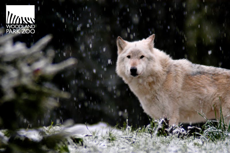 Saving Washington Wolves