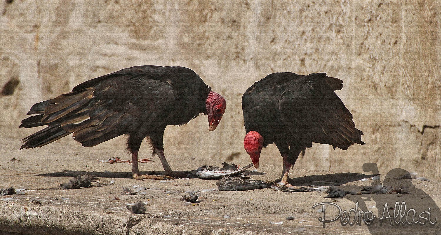 AVES DE AREQUIPA , Pedro Allasi: Gallinazo de cabeza roja, dieta