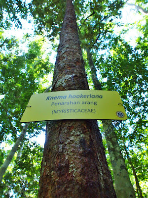 UUM Forest Treasure 1