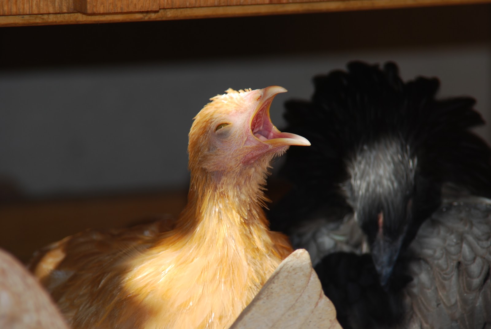 The Screaming Divas: Ever seen a Chicken Yawn?