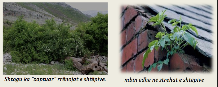 BOTA BUJQËSORE : Shtogu (Sambucus nigra L.)