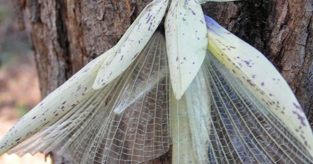 Variety of Life: Tropidoderinae