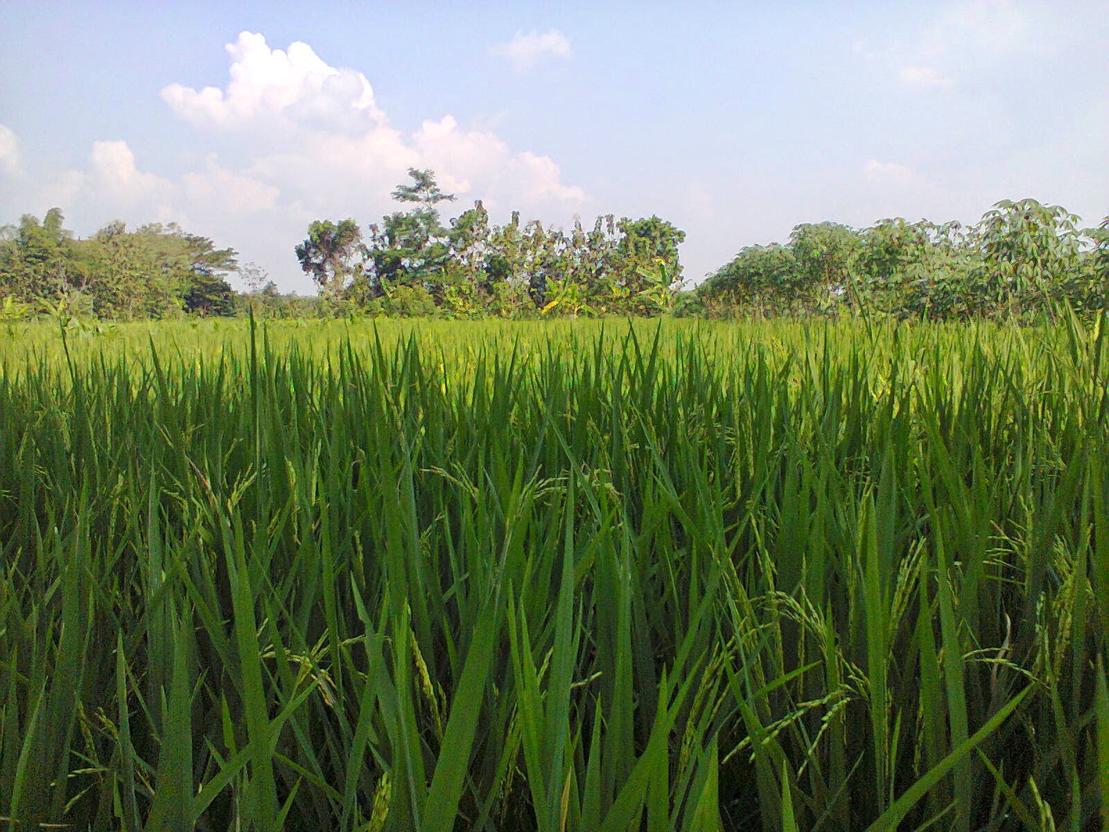 Ladang Padi | Sembako Online Express