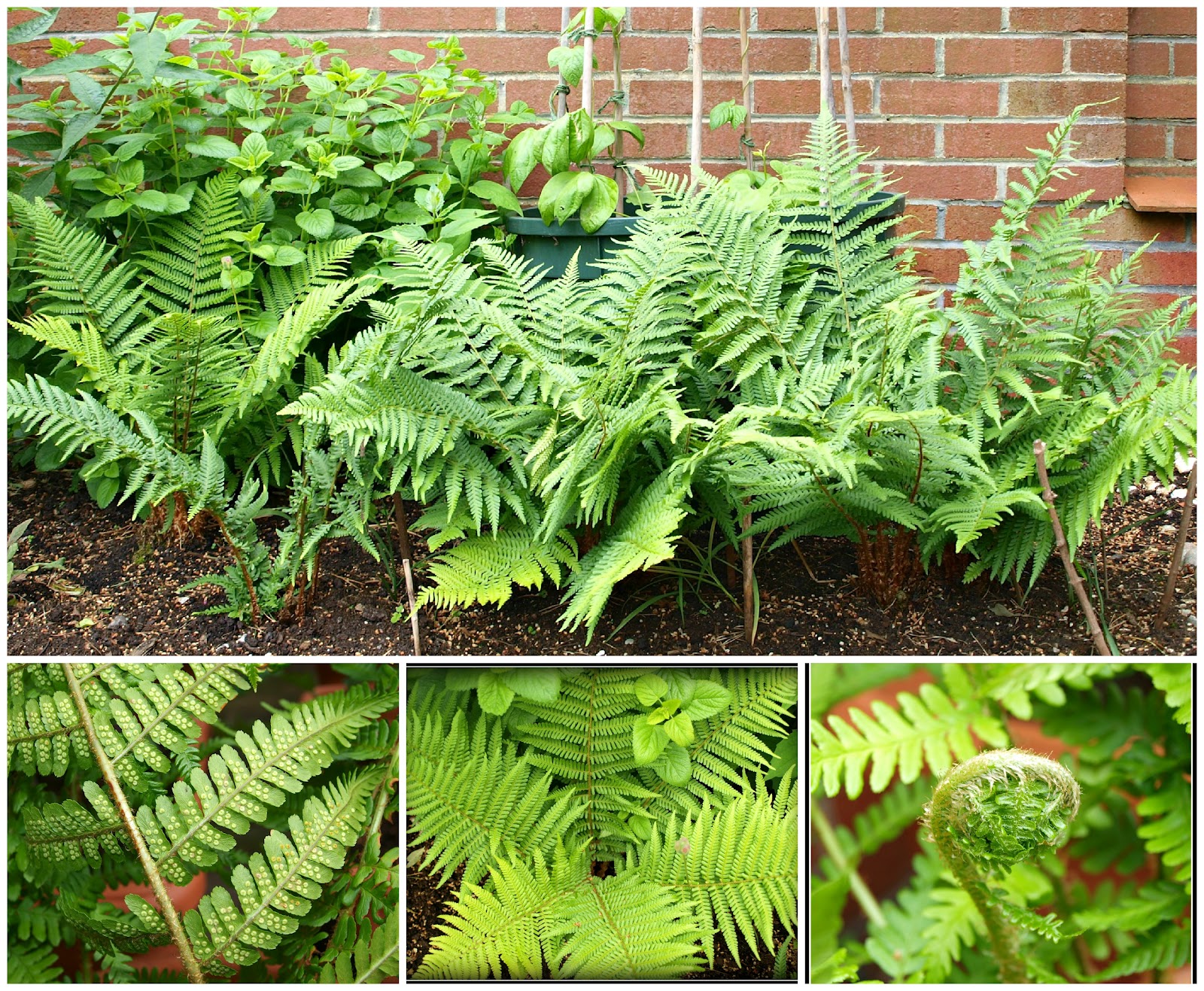 Mark's Veg Plot: Corn, Carrots and Broad Beans