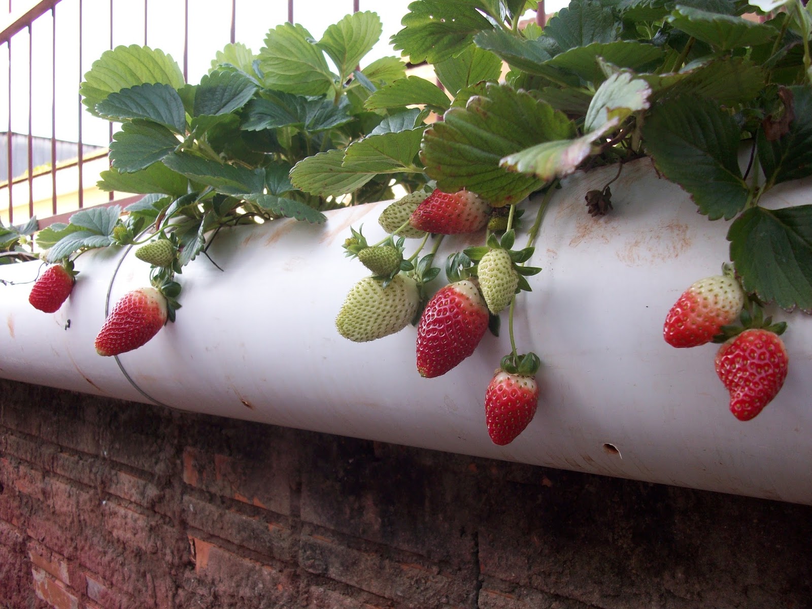 cativartee: Plantação de morangos em canos de pvc na parede com ...