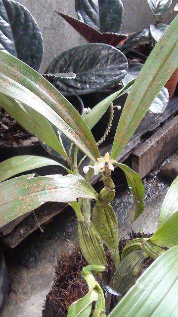 Wild orchids in sumatra: Callostylis rigida Blume, 1825