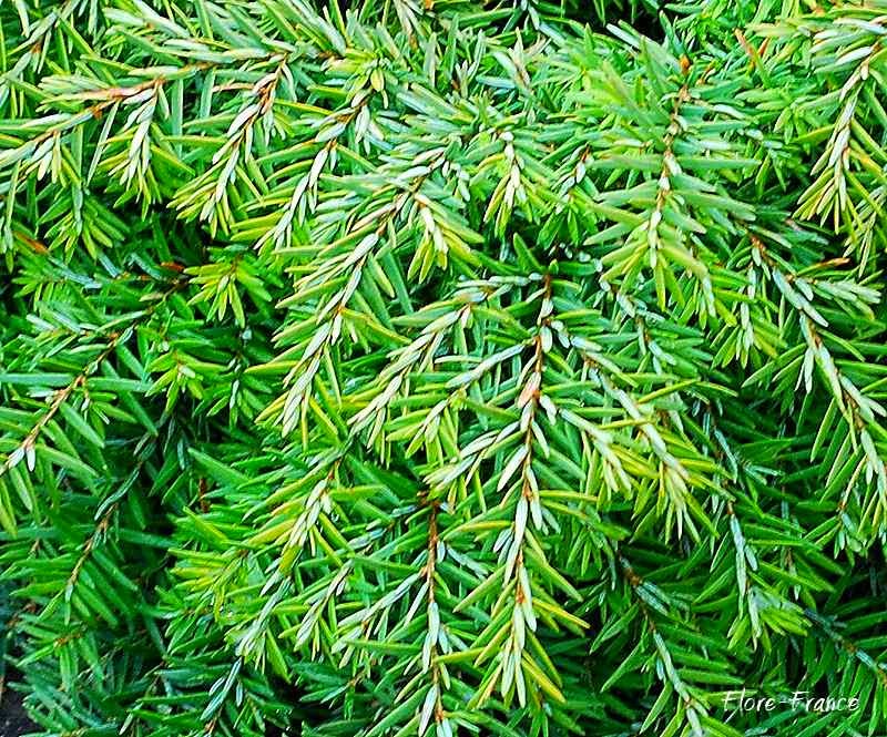 les enfants du potager: La pruche - le 15 décembre