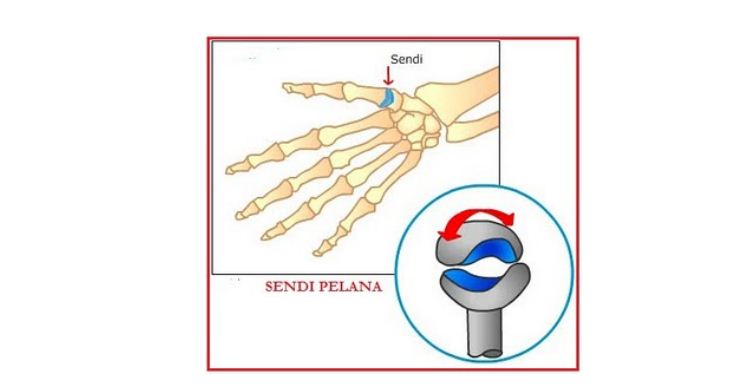 Pengertian Sendi dan Contohnya
