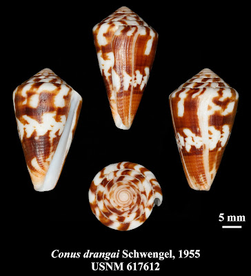 Real Monstrosities: Cone Snail