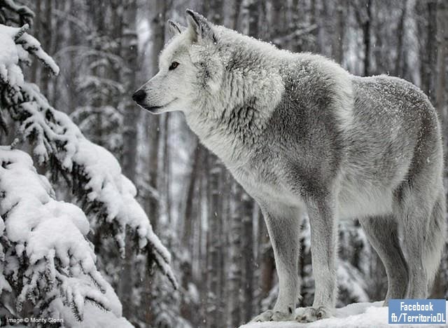 ONG Territorio de Lobos: Anatomía de los lobos