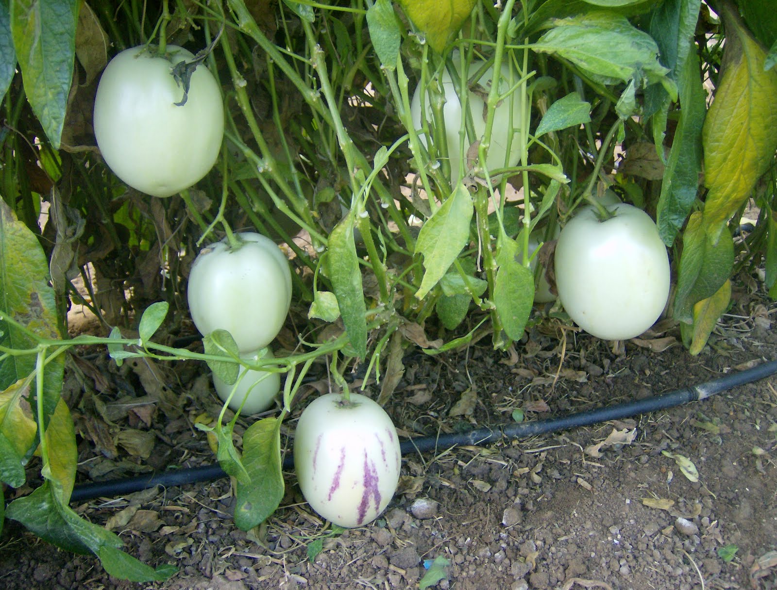 El huerto del Lopez: LOS FRUTOS DEL PEPINO DULCE O PERA MELON