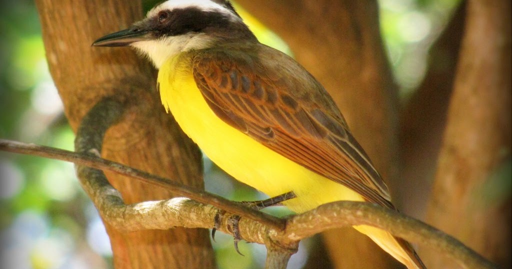 FAUNA E FLORA DO RN: Bem-te-vi(Pitangus sulphuratus); Fauna do Rio ...