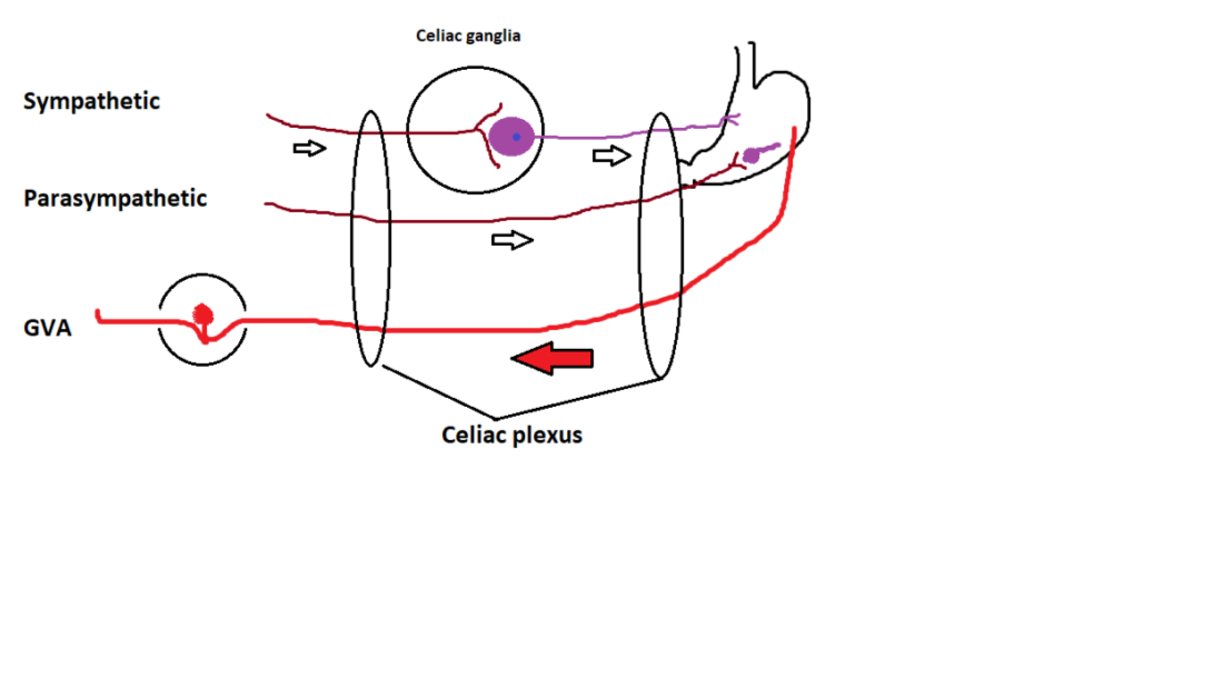 easyhumanatomy: summary of Celiac plexus : easy and simple way