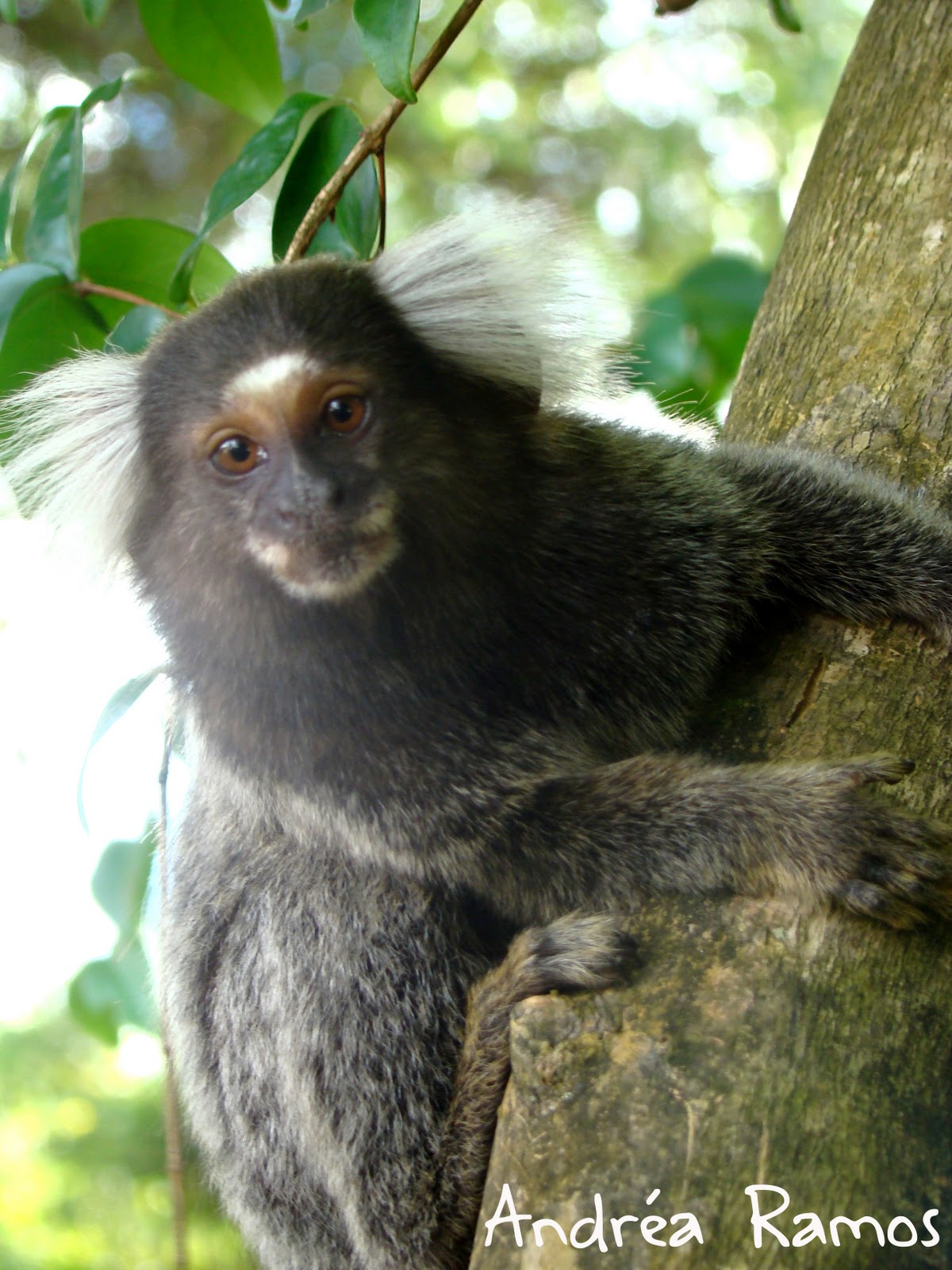 Pequenos Macacos | Andréa Ramos