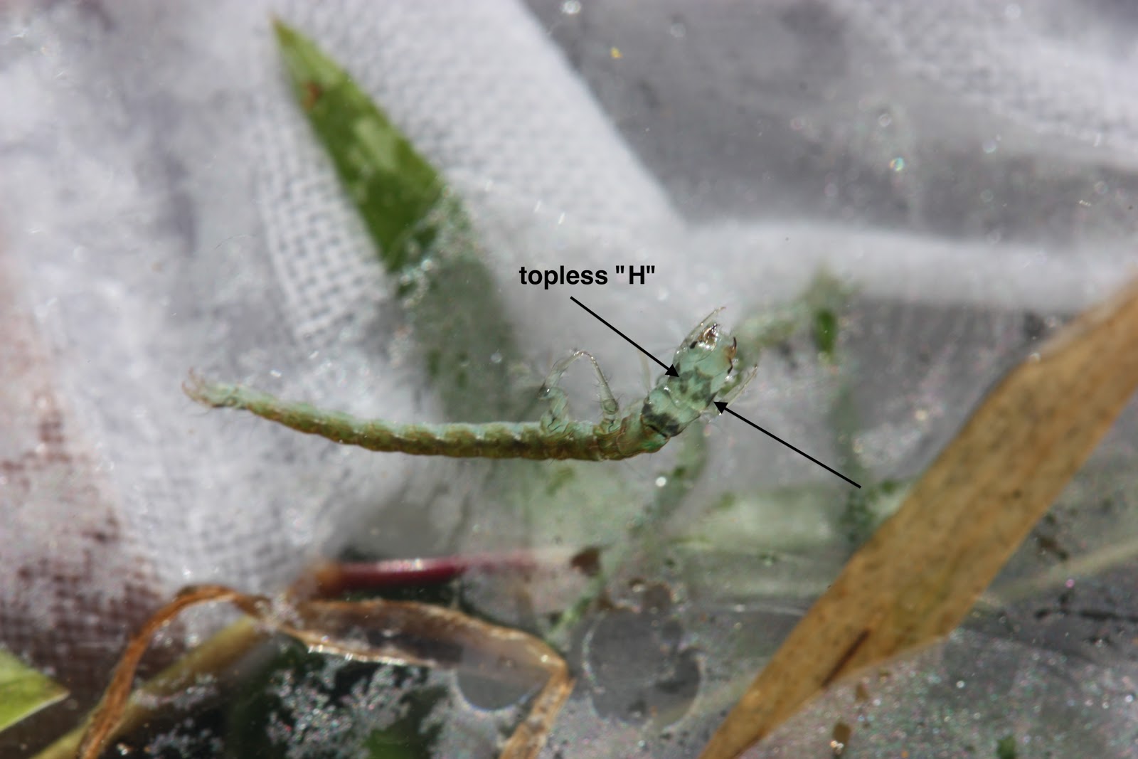 Aquatic Insects of Central Virginia: Sifting Away Again in Chloroperlid ...