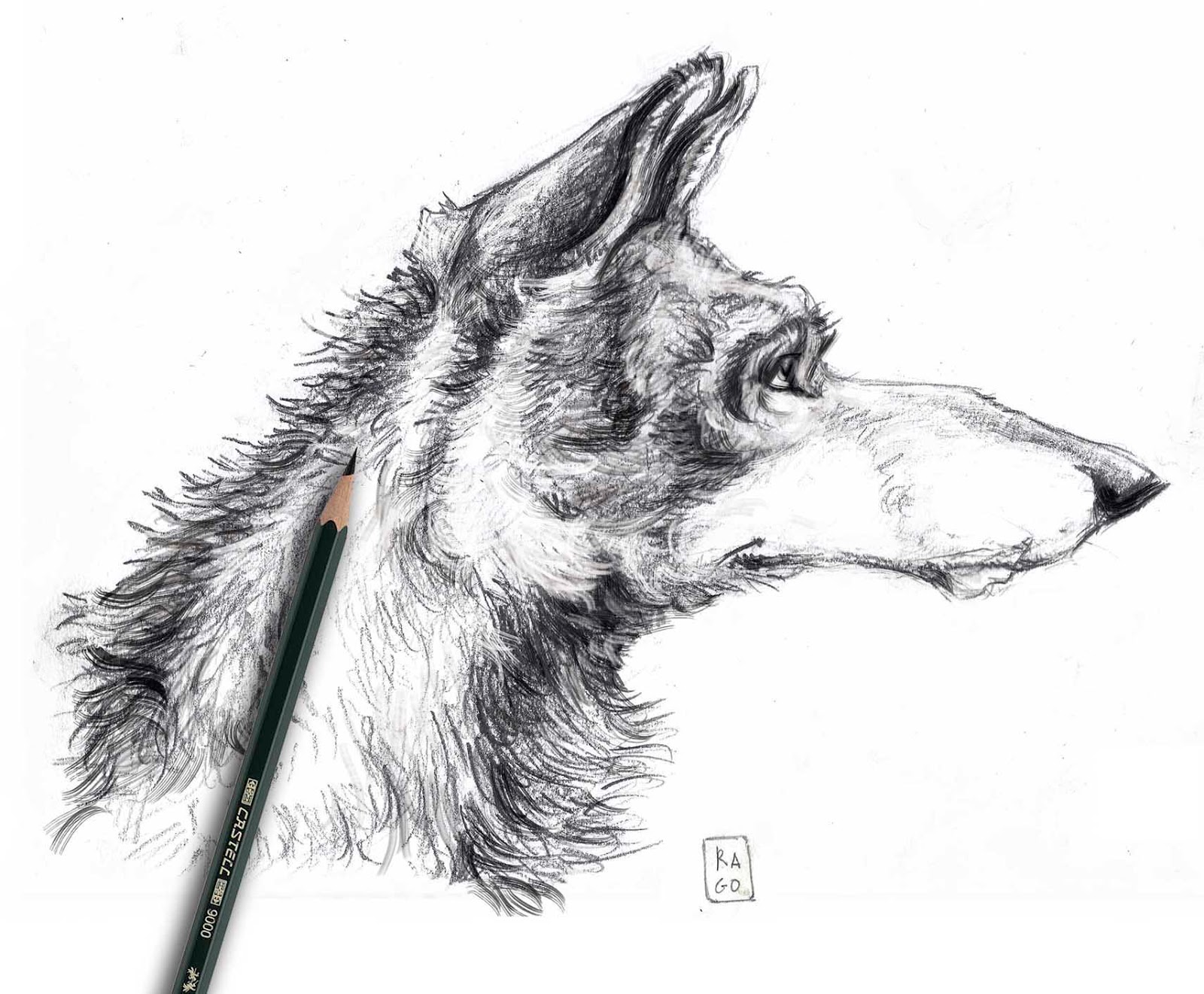 RAGO Art Illustration: Canis Lupus .Bocetos.Sketchs